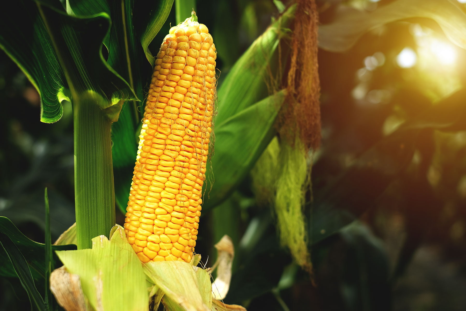 ¿Cuándo se Celebra el Día del Maíz? Te cuento cuál fue su ORIGEN